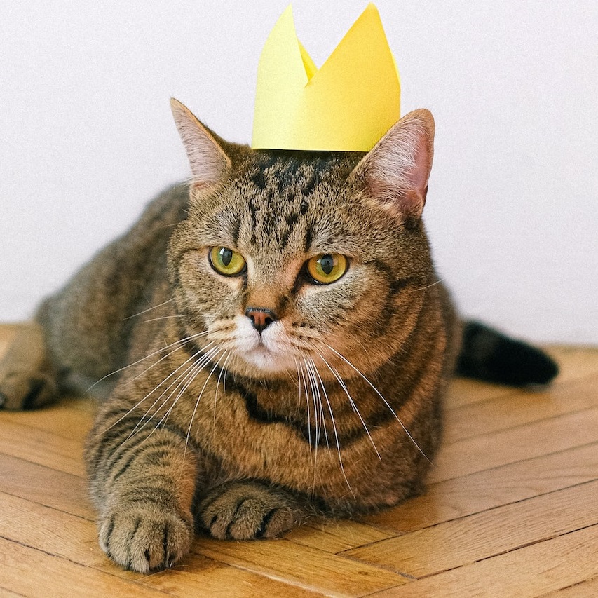 Cat Parties - PetPartyAnimal