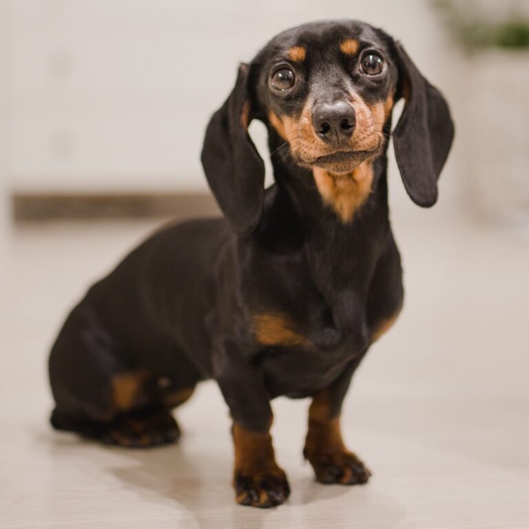 Best Dachshund Party Ideas: A Fun + Silly Pet Party Theme - PetPartyAnimal